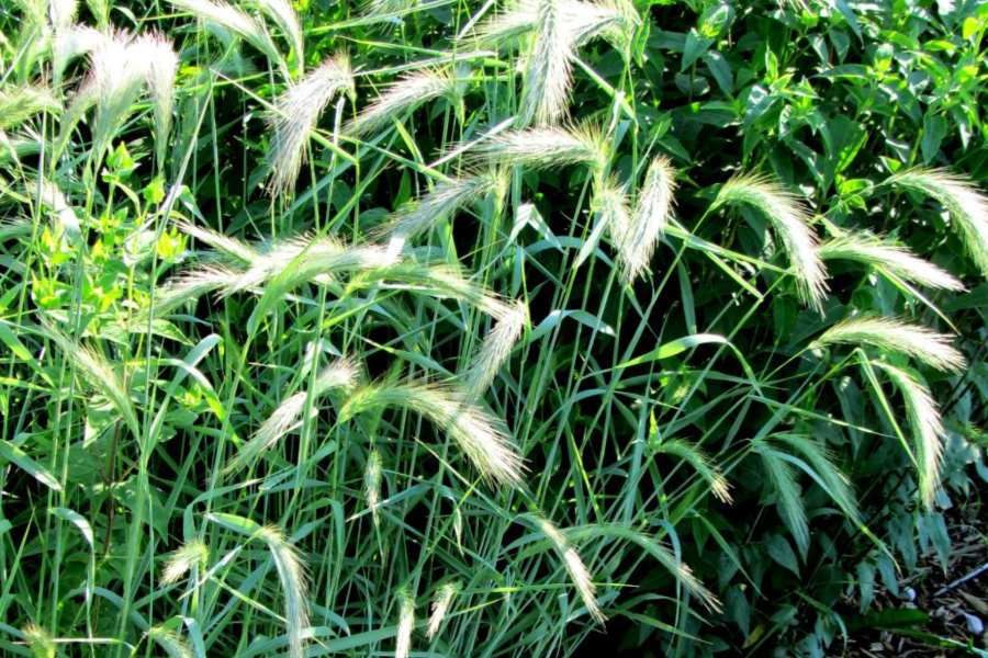 Canada Wild Rye | MSD